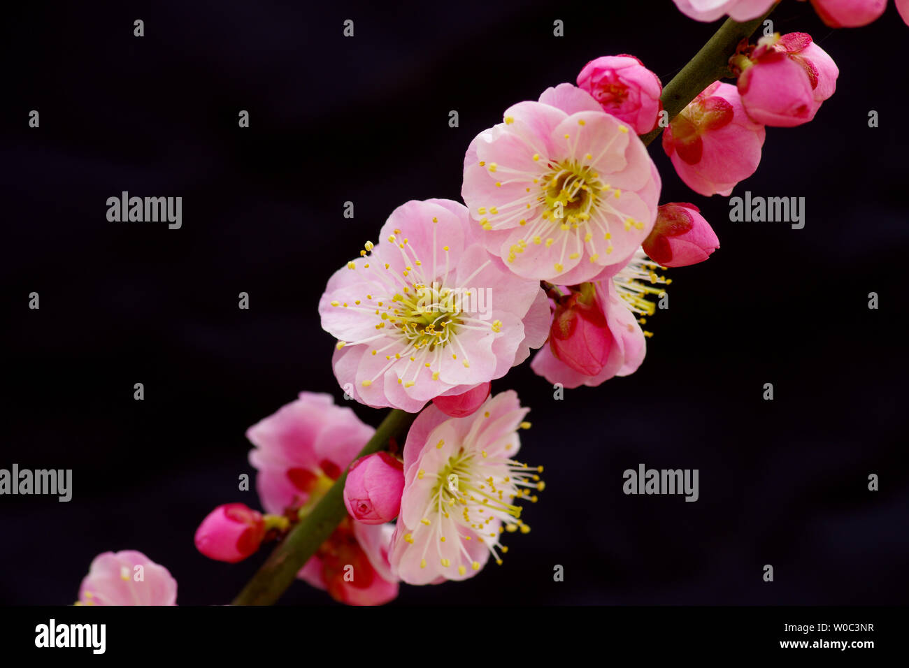 Chinese Plum Tree High Resolution Stock Photography and Images - Alamy