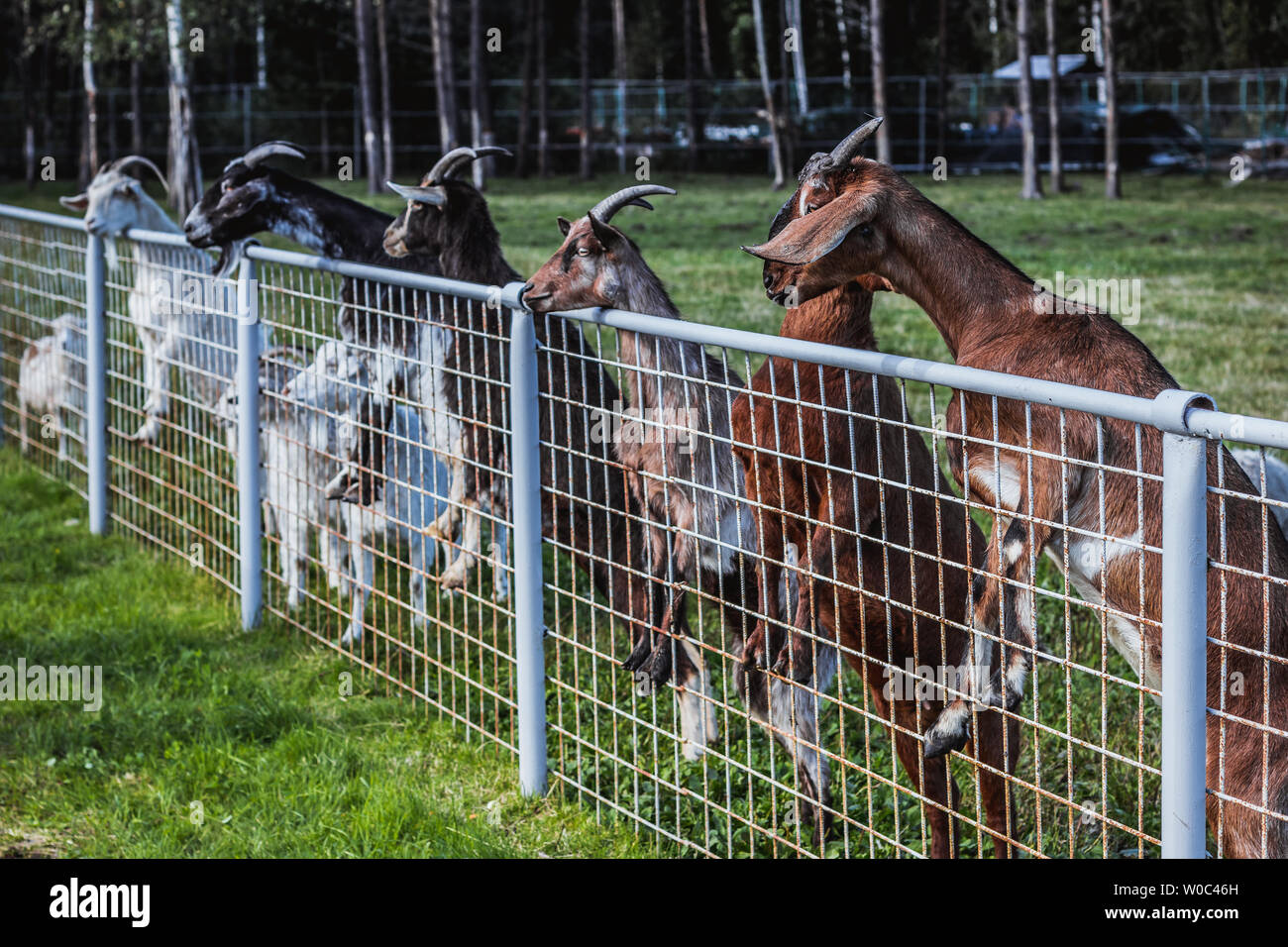 Lives on a farm hi-res stock photography and images - Alamy