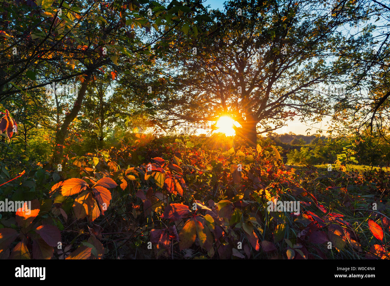 Magic fall sunset scene in the oak forest with red wild grape leaves on ...