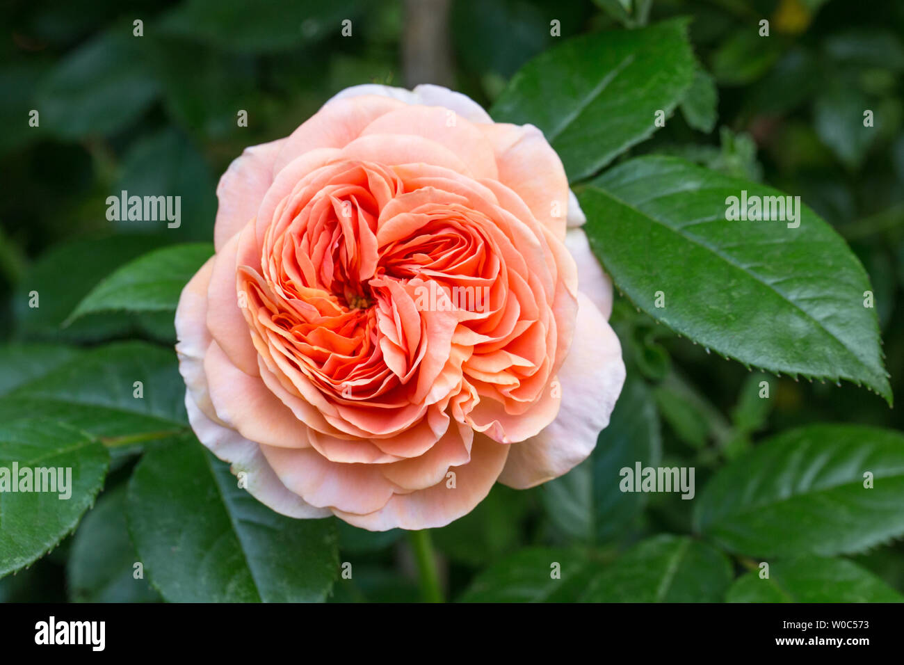 Salmon color rose hi-res stock photography and images - Alamy