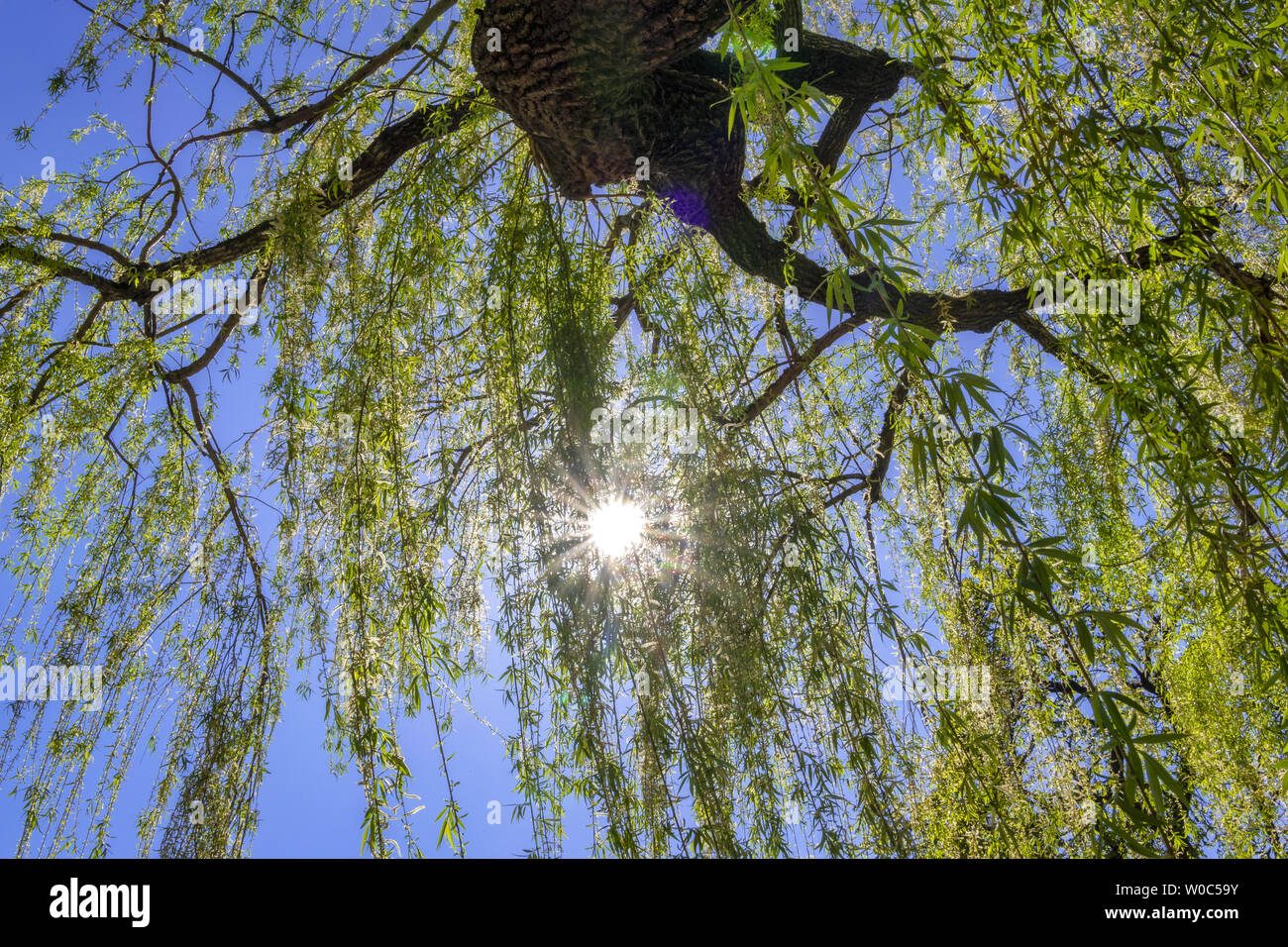 Babylonian weeping willow tree hi-res stock photography and images - Alamy