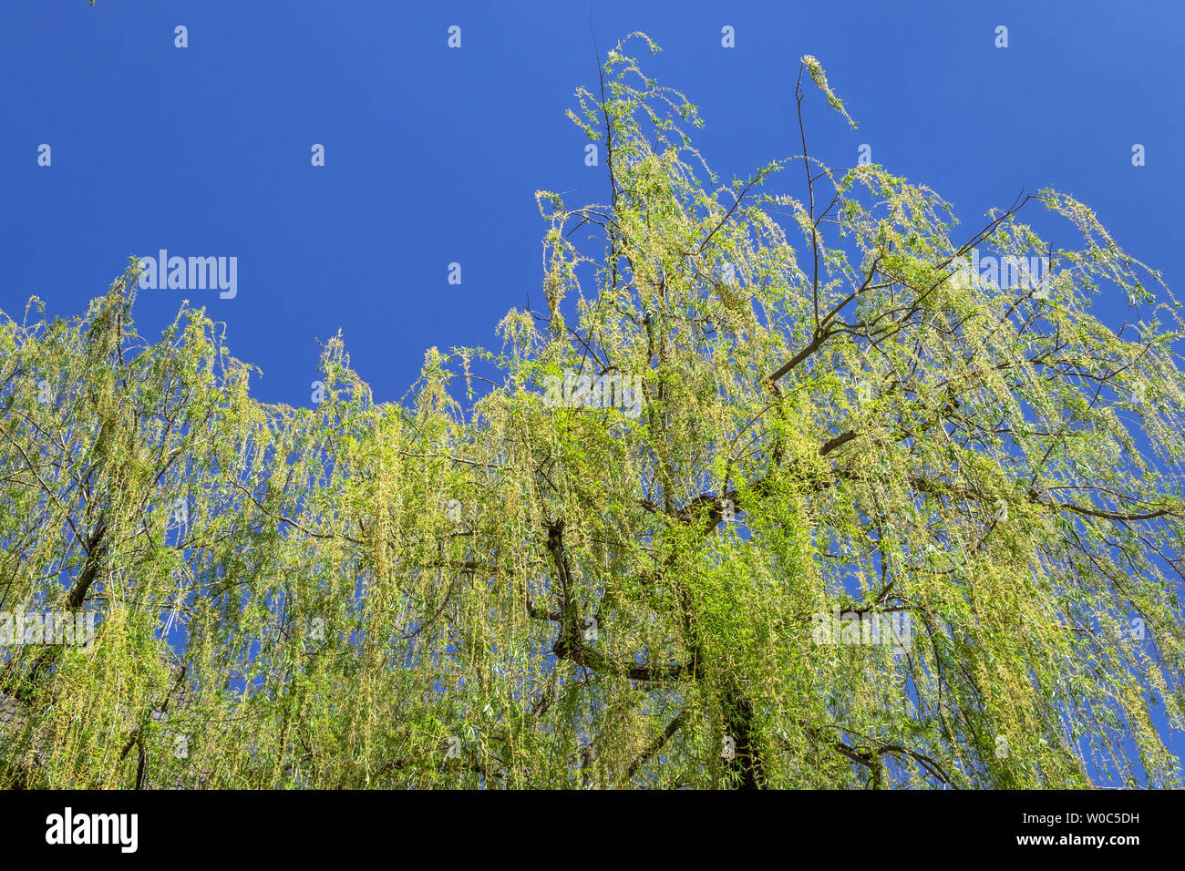 Babylonian weeping willow tree hi-res stock photography and images - Alamy