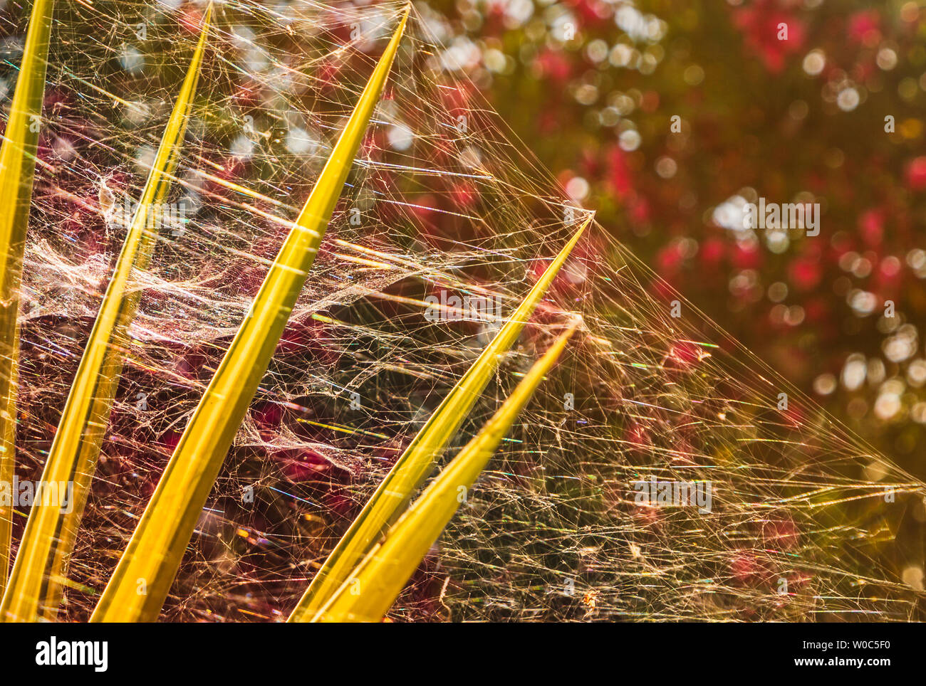Ray spiders hi-res stock photography and images - Alamy