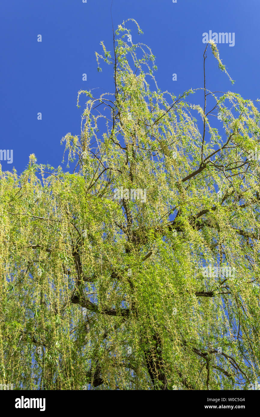 Babylonian weeping willow tree hi-res stock photography and images - Alamy