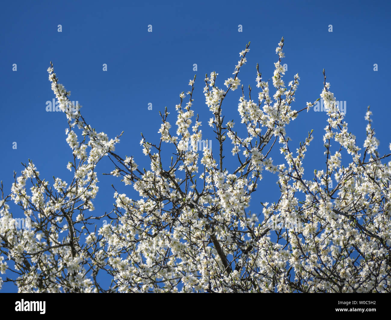 Flowering plum tree in Spring Stock Photo - Alamy