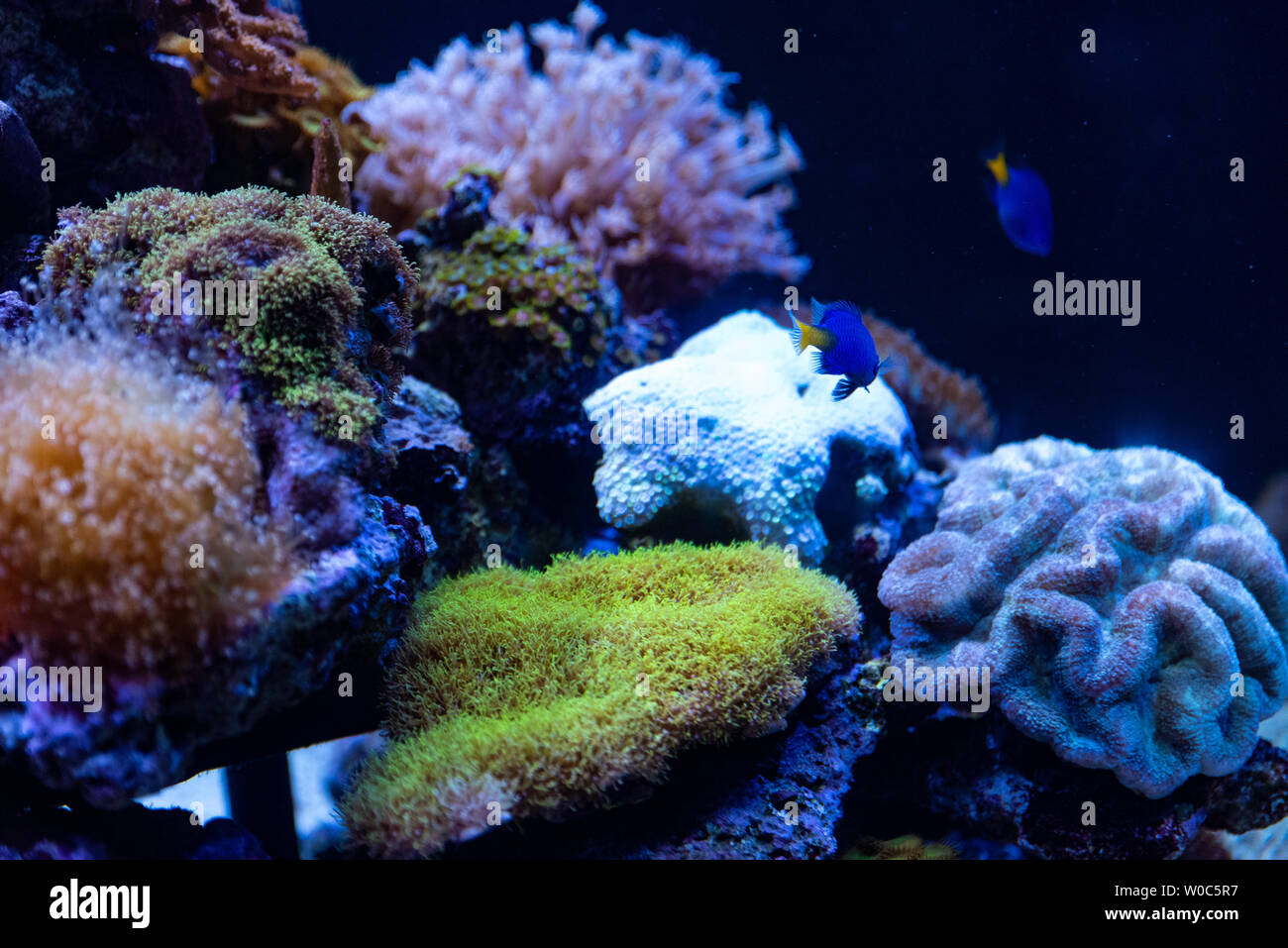Coral group tropical fish Stock Photo - Alamy