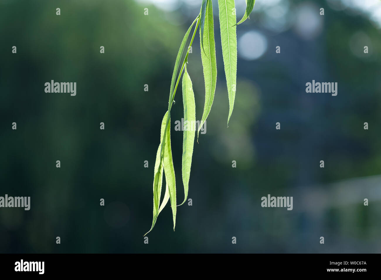 Willow leaves with hi-res stock photography and images - Alamy