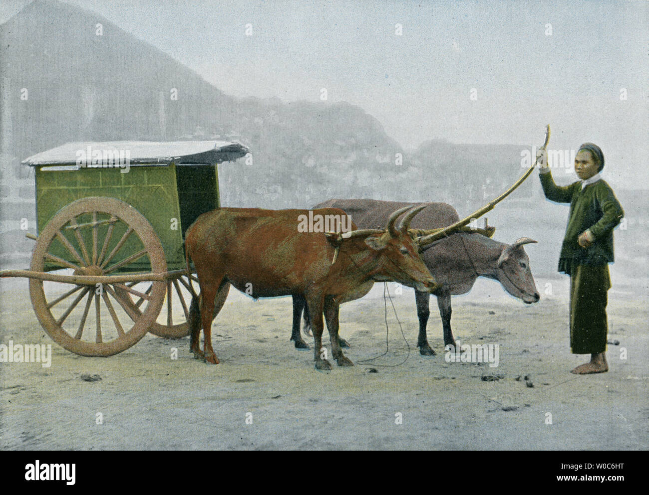 Buffalo Transport High Resolution Stock Photography and Images - Alamy