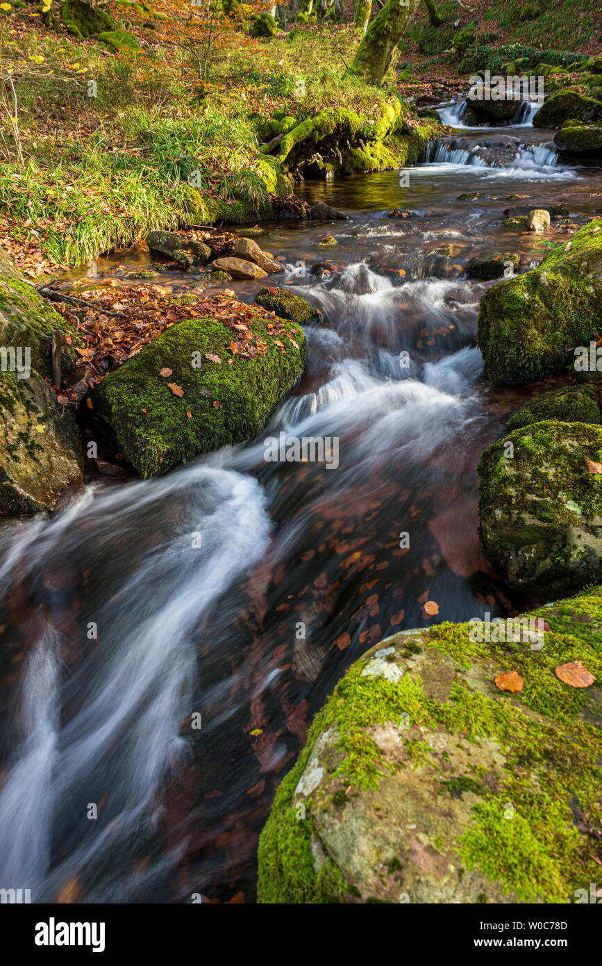 Riverside Forest in Arce Valley, Navarre, Spain Stock Photo - Alamy
