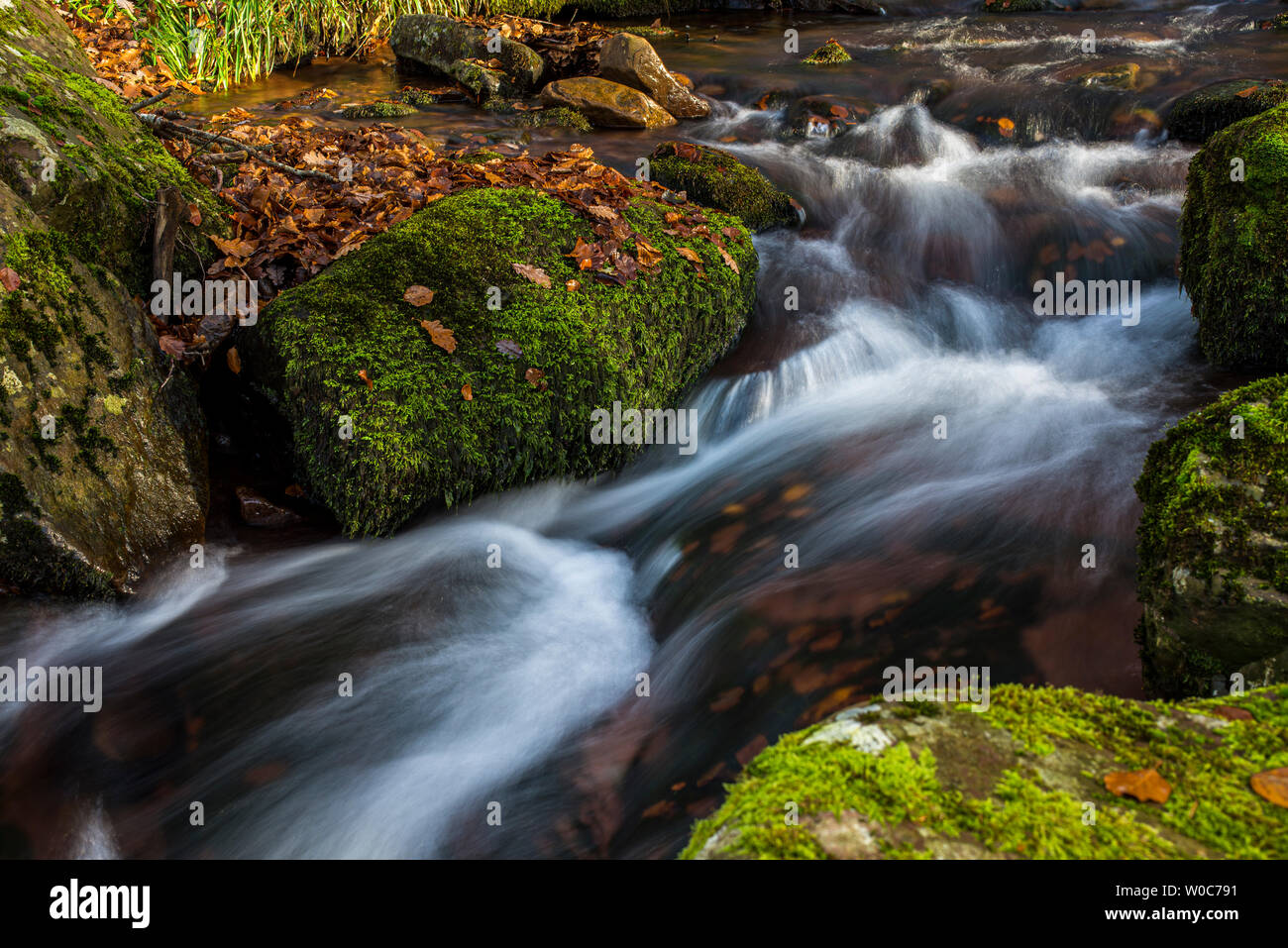 Arce valley forest hi-res stock photography and images - Alamy
