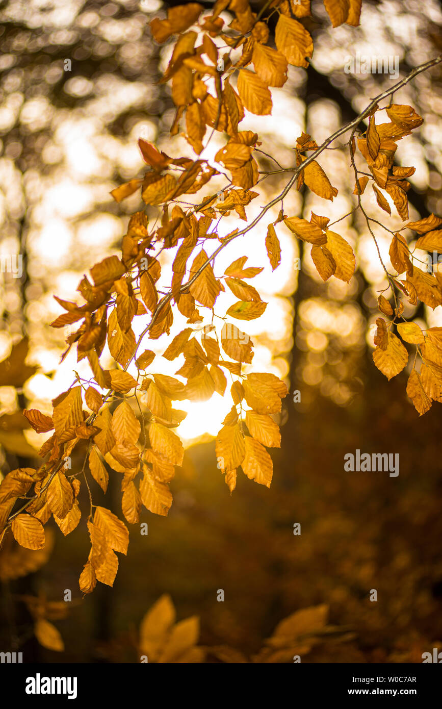 Betelu forest hi-res stock photography and images - Alamy