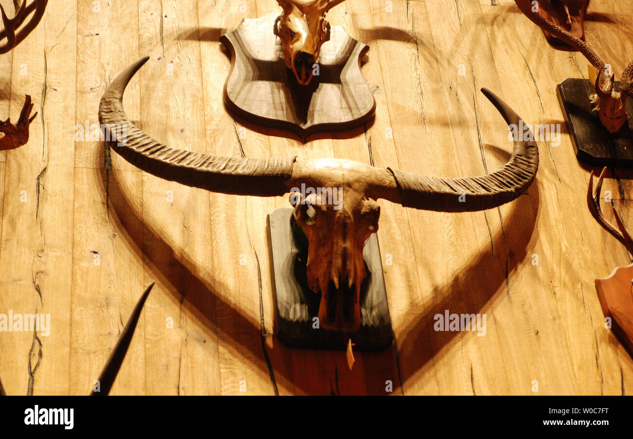 Cow horn texture hi-res stock photography and images - Alamy