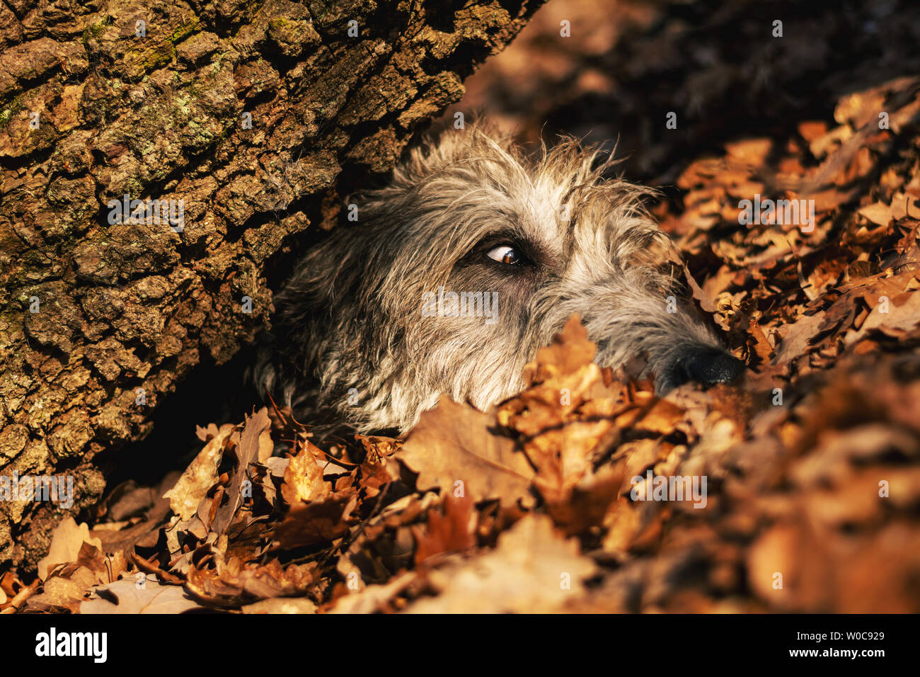 Irish Wolfhound. A big gray dog playing hide and seek in an autumn ...