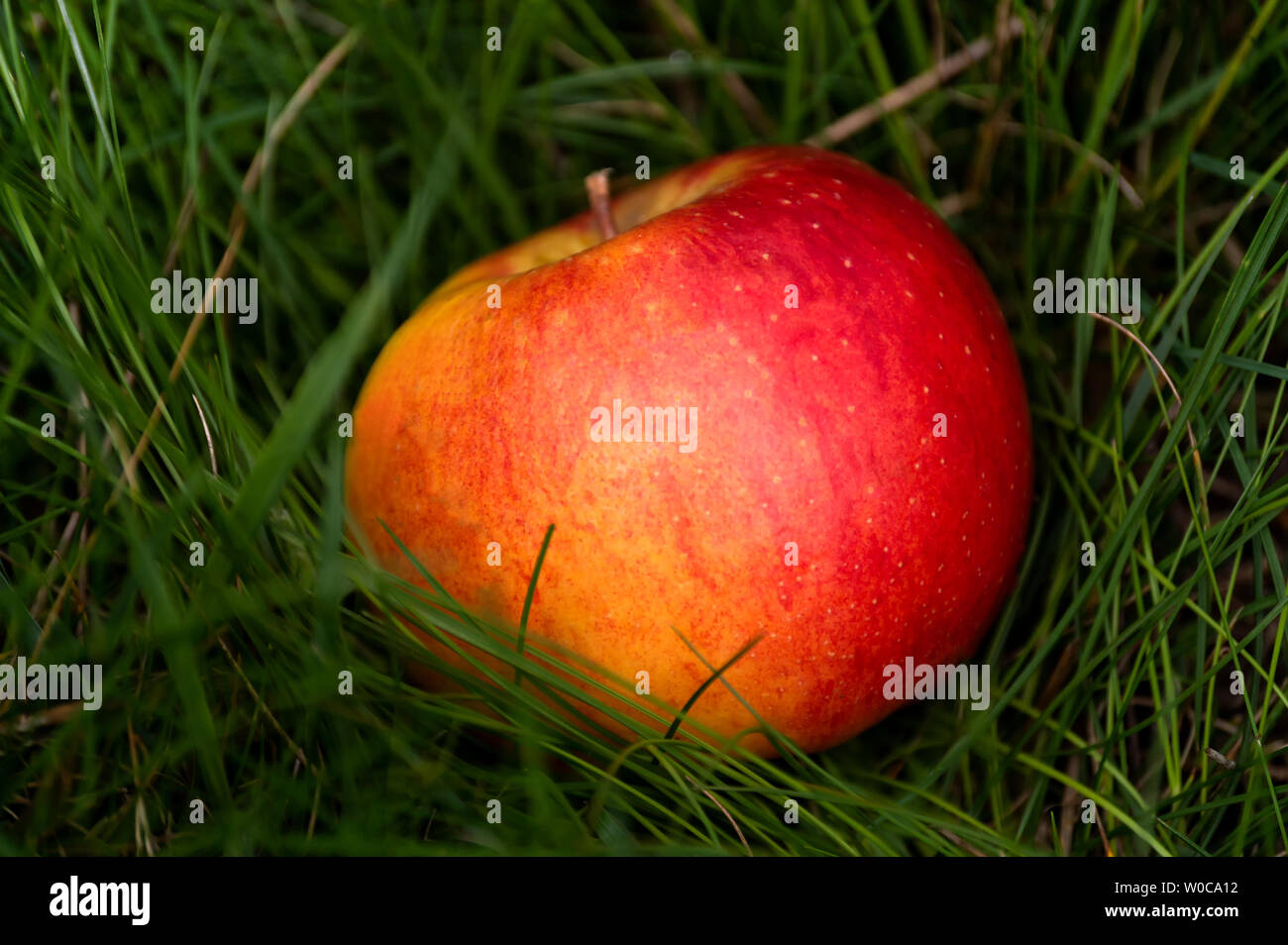 Red orange apple lying in tall grass Stock Photo - Alamy