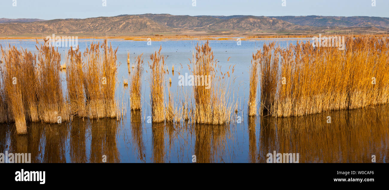 Lake of Pitillas Nature Reserve, Navarra, Spain, Europe Stock Photo - Alamy
