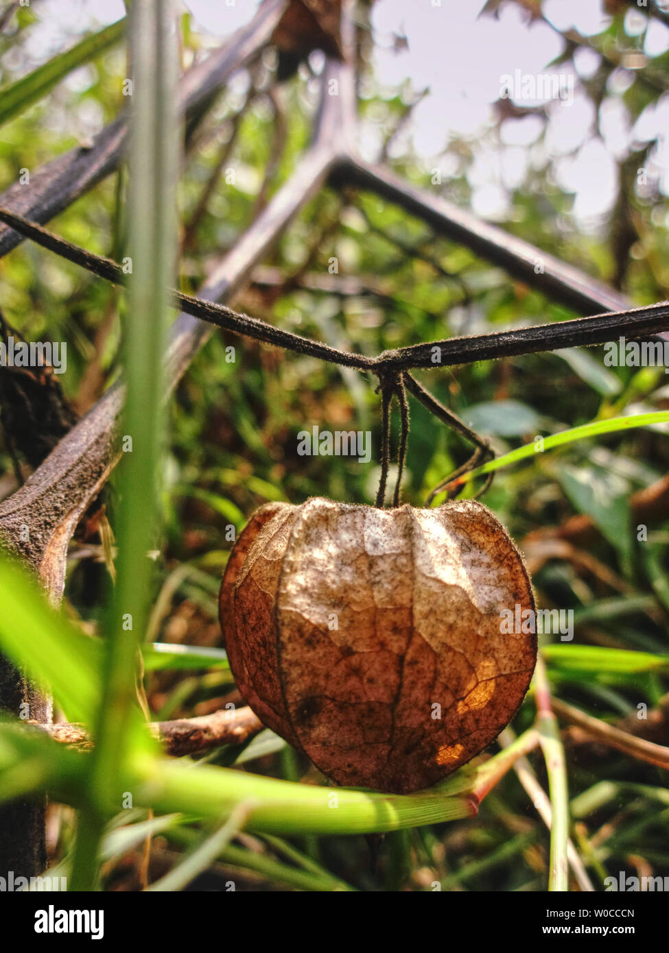Mushroom niang fruit hi-res stock photography and images - Alamy