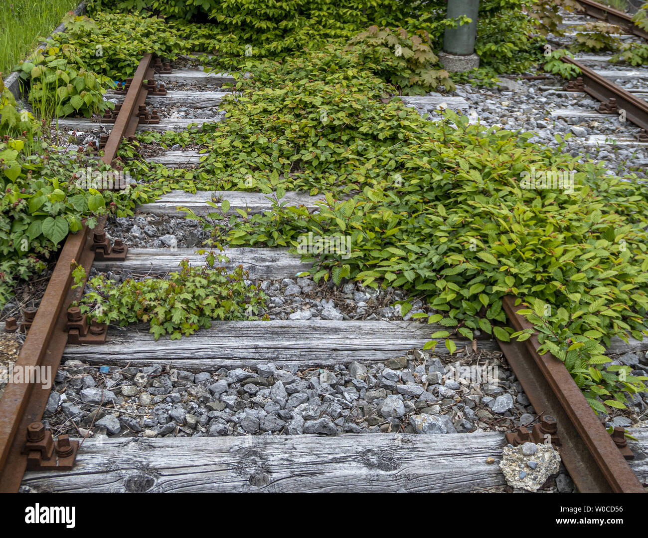 Overgrown railway line in Munich, Germany Stock Photo - Alamy