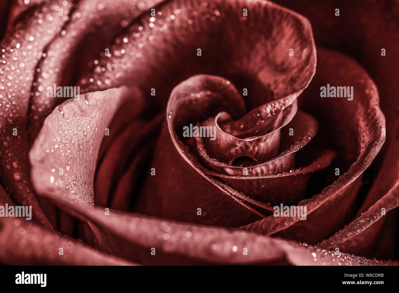 Very dark desaturated red hi-res stock photography and images - Alamy