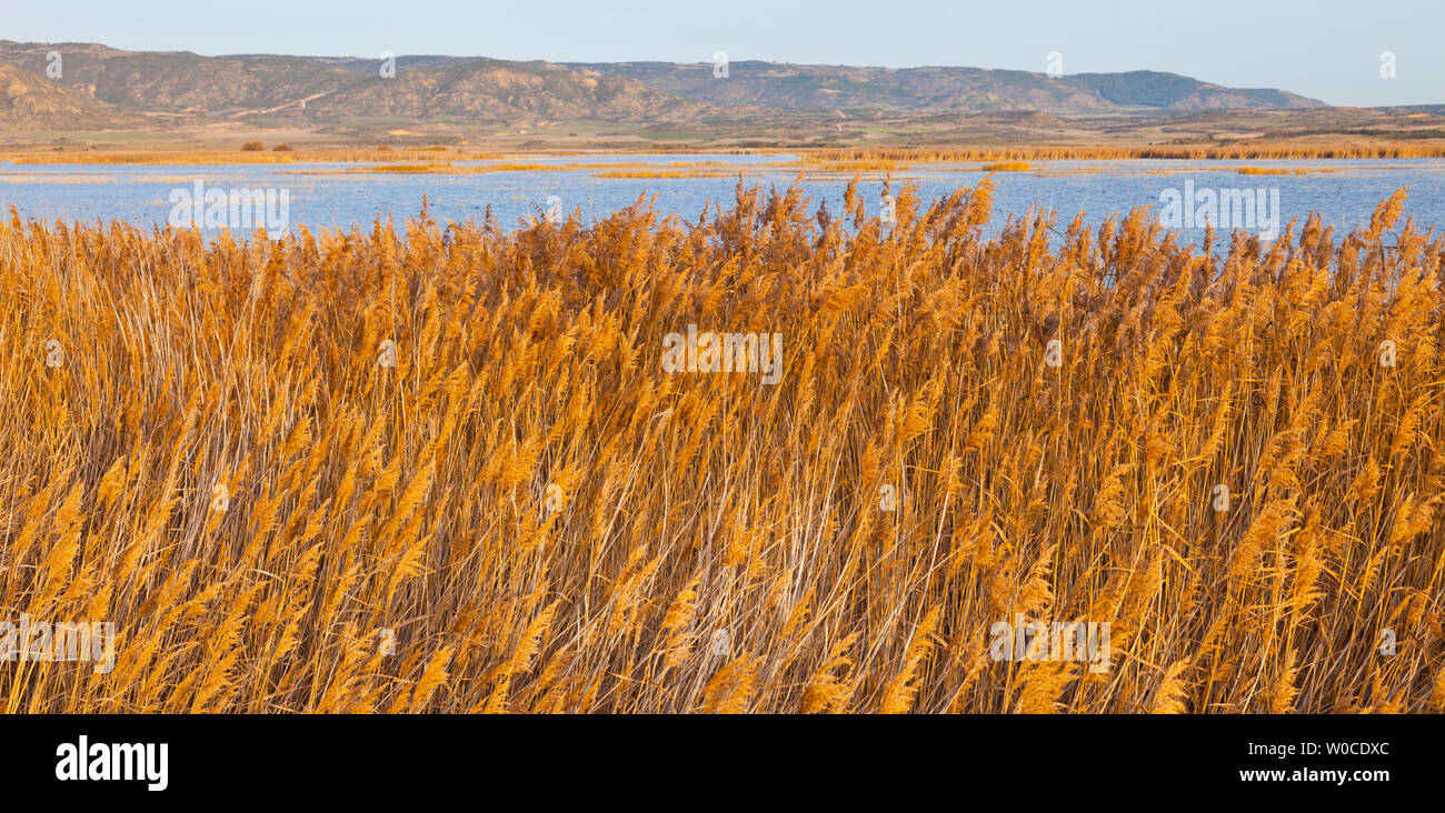 Lake of Pitillas Nature Reserve, Navarra, Spain, Europe Stock Photo - Alamy