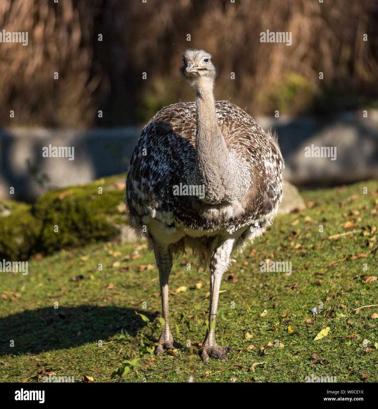 Darwin's rhea, Rhea pennata also known as the lesser rhea. It is a ...