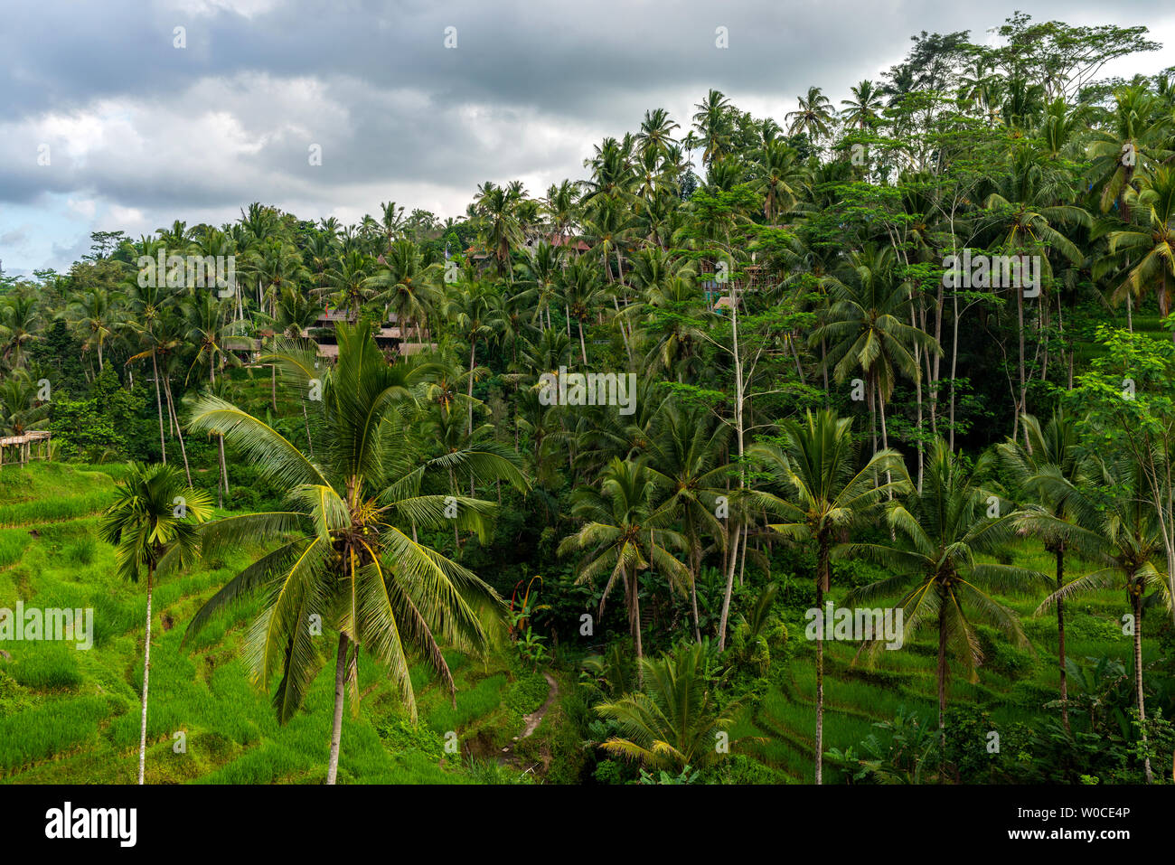 Beautiful View of the Rice Terraces on a Summer Day in Tegallalang ...