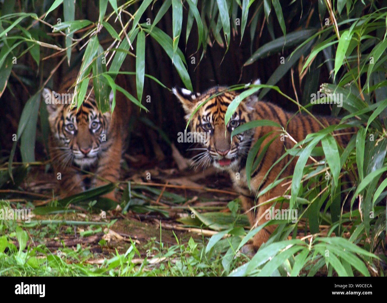 Sumatra tiger and cubs in the wild hi-res stock photography and images ...