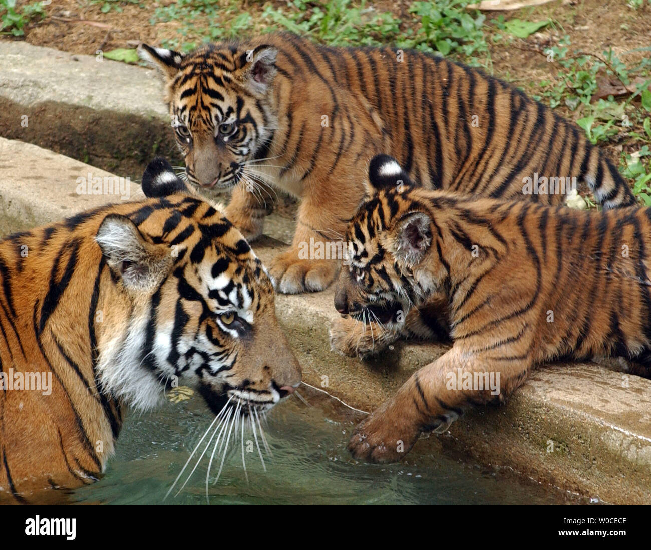Sumatra tiger and cubs in the wild hi-res stock photography and images ...