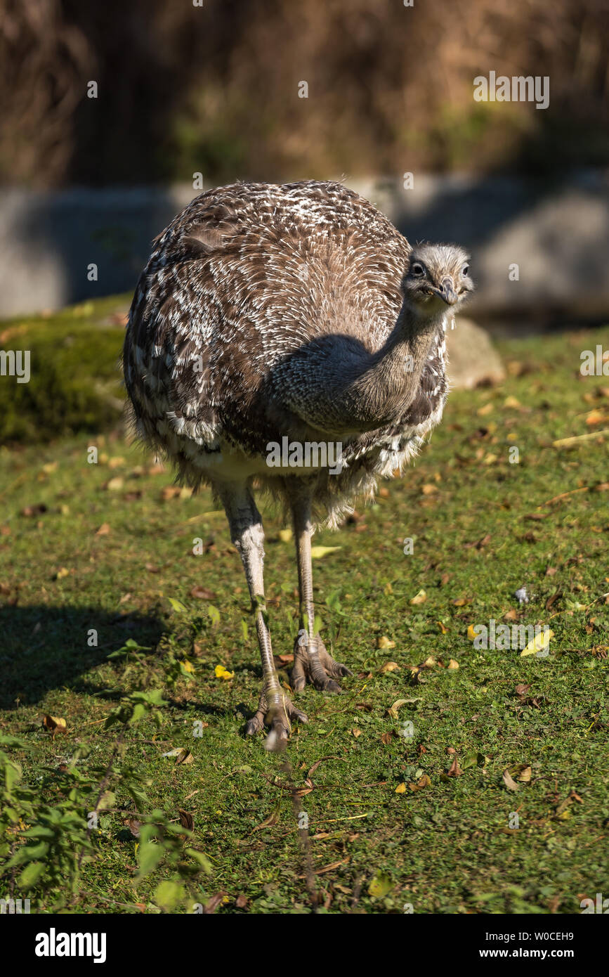 Darwin's rhea, Rhea pennata also known as the lesser rhea. It is a ...