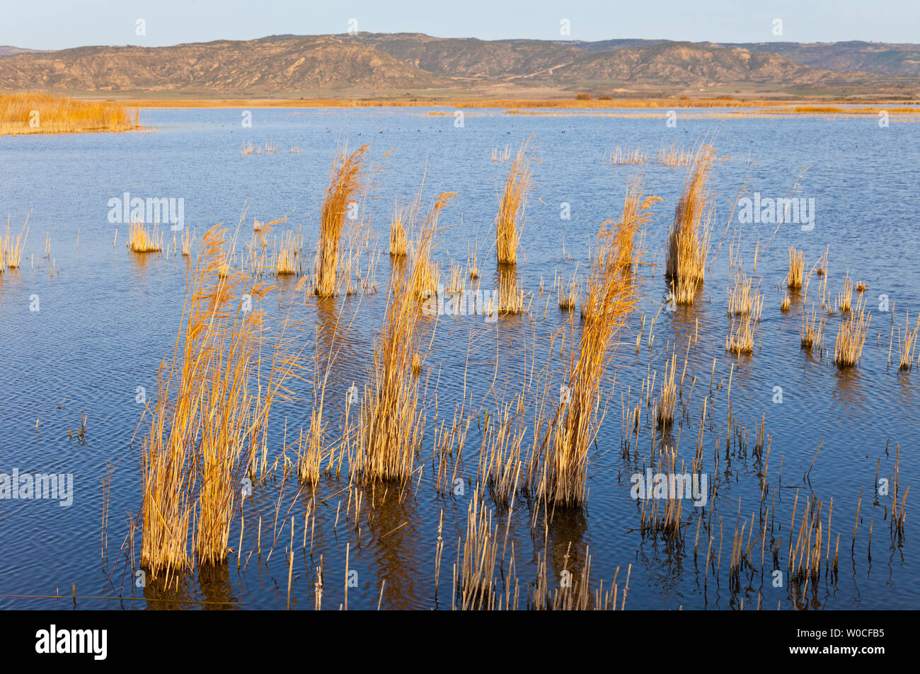 Lake of Pitillas Nature Reserve, Navarra, Spain, Europe Stock Photo - Alamy