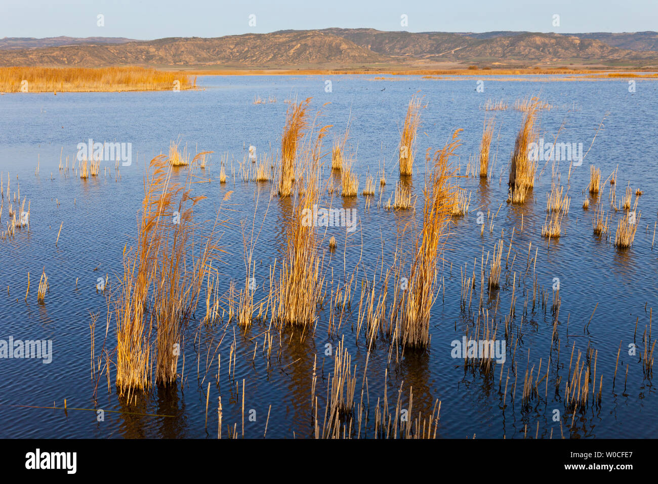 Lake of Pitillas Nature Reserve, Navarra, Spain, Europe Stock Photo - Alamy