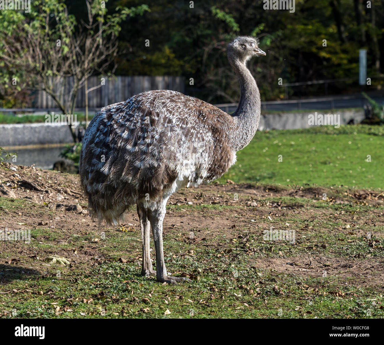 Darwin's rhea, Rhea pennata also known as the lesser rhea. It is a ...