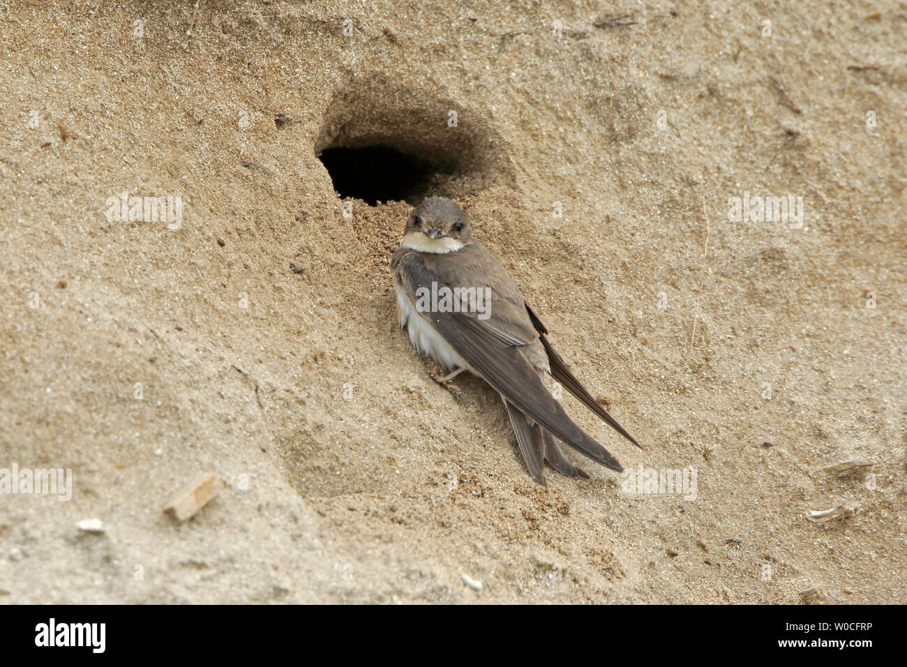 Sand martin nest hi-res stock photography and images - Alamy