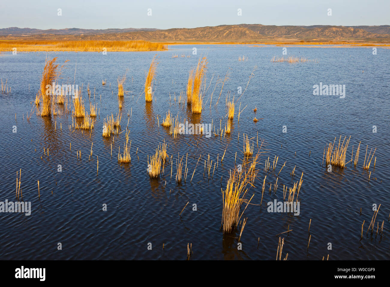 Lake of Pitillas Nature Reserve, Navarra, Spain, Europe Stock Photo - Alamy