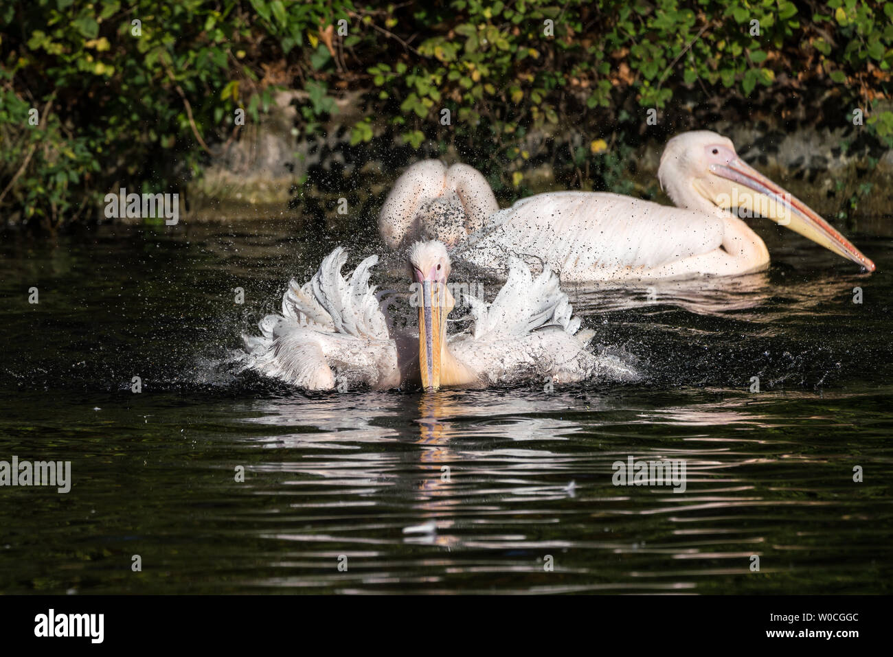 The Great White Pelican, Pelecanus onocrotalus also known as the rosy ...