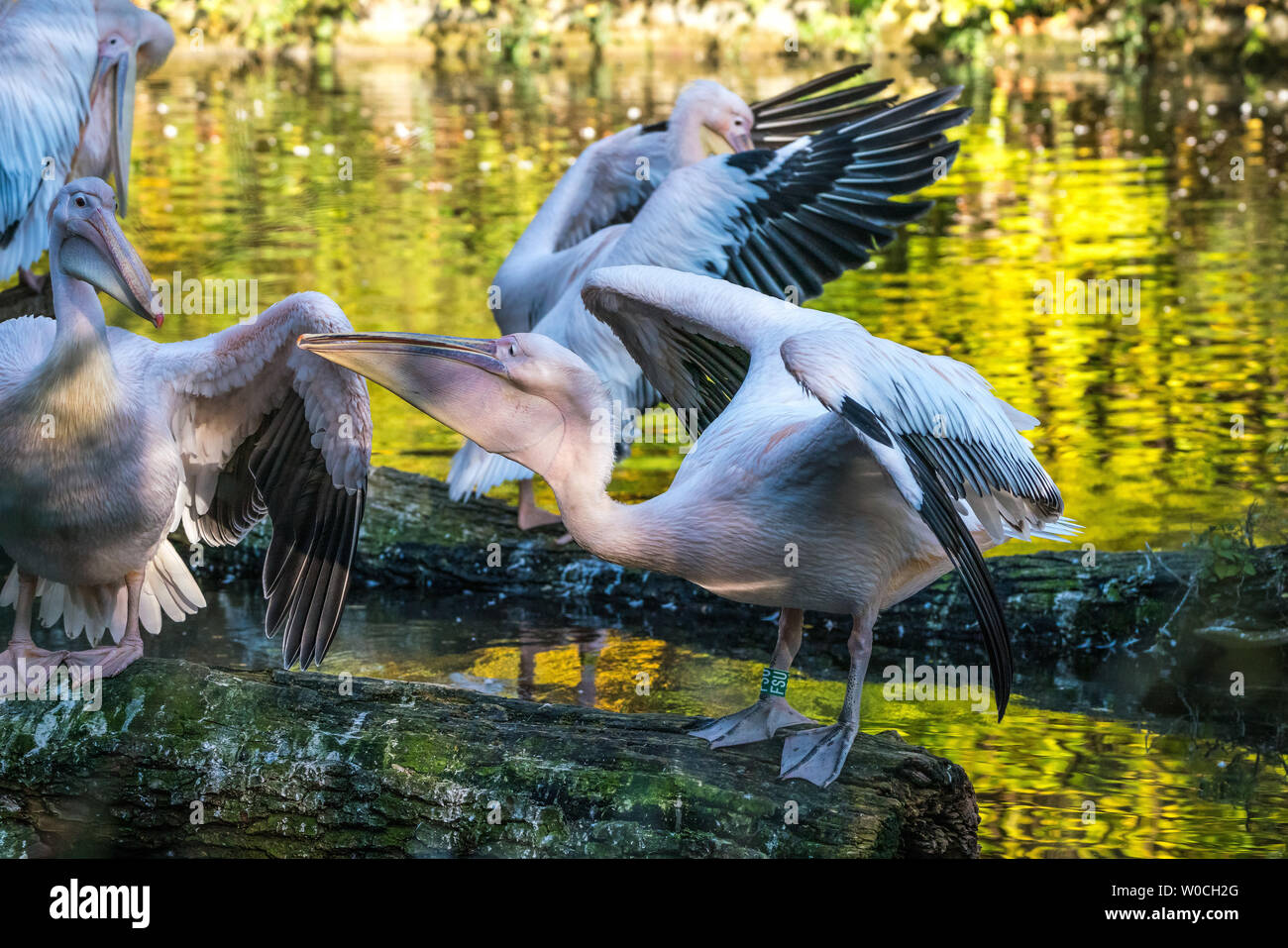 The Great White Pelican, Pelecanus onocrotalus also known as the rosy ...