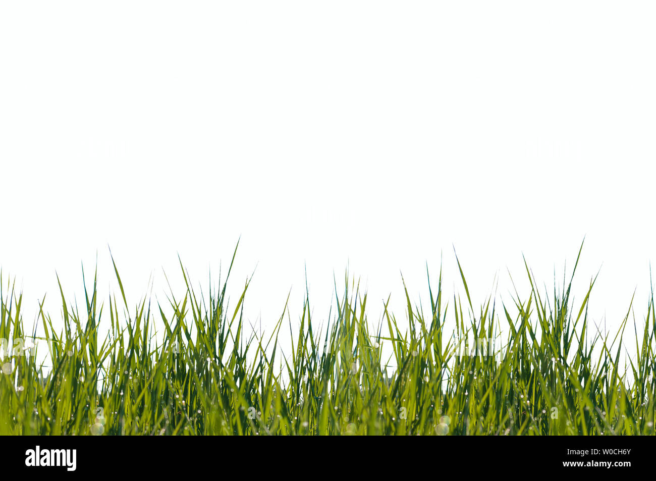 green grass with shiny dew drops on white background side view Stock ...