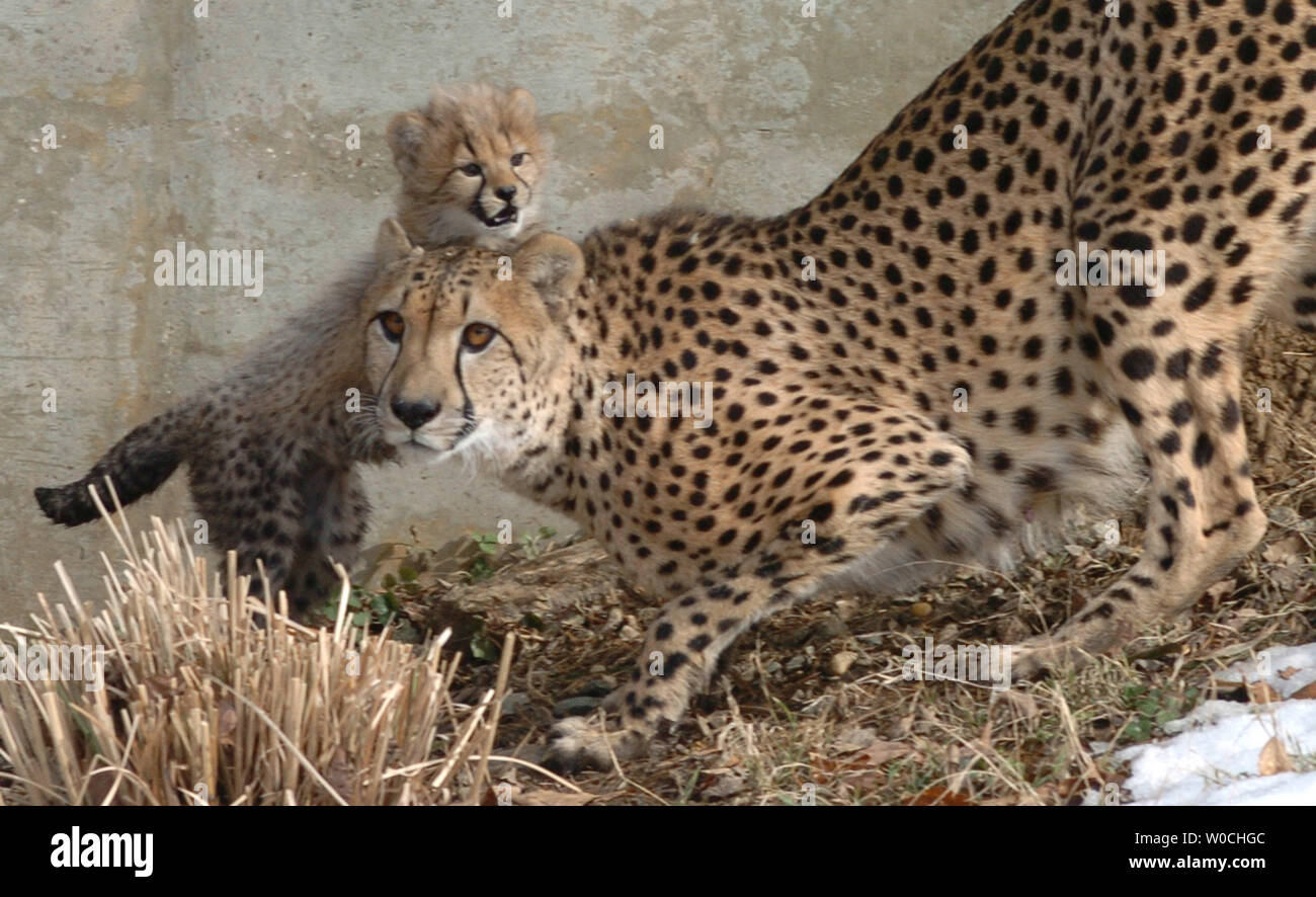 One of the four cheetah cubs play with its mom Tumai at the National ...