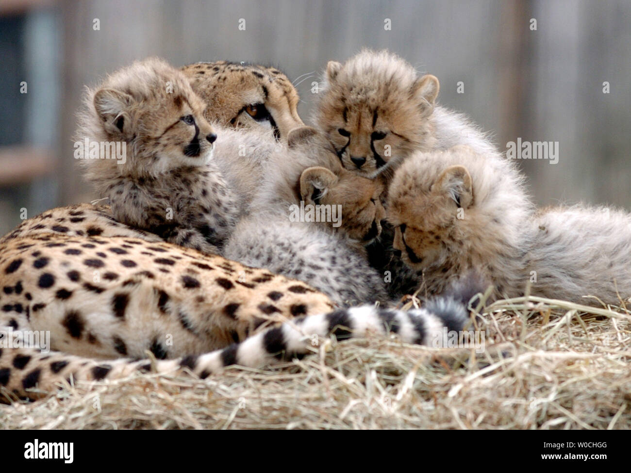 Four cheetah cubs nestle with their mom Tumai at the National Zoo in ...