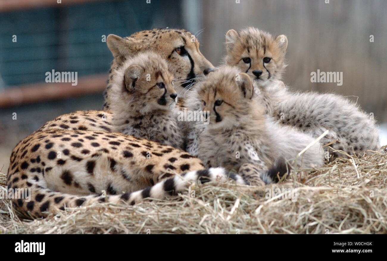 Four cheetah cubs nestle with their mom Tumai at the National Zoo in ...