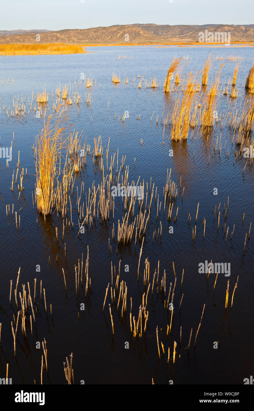 Lake of Pitillas Nature Reserve, Navarra, Spain, Europe Stock Photo - Alamy