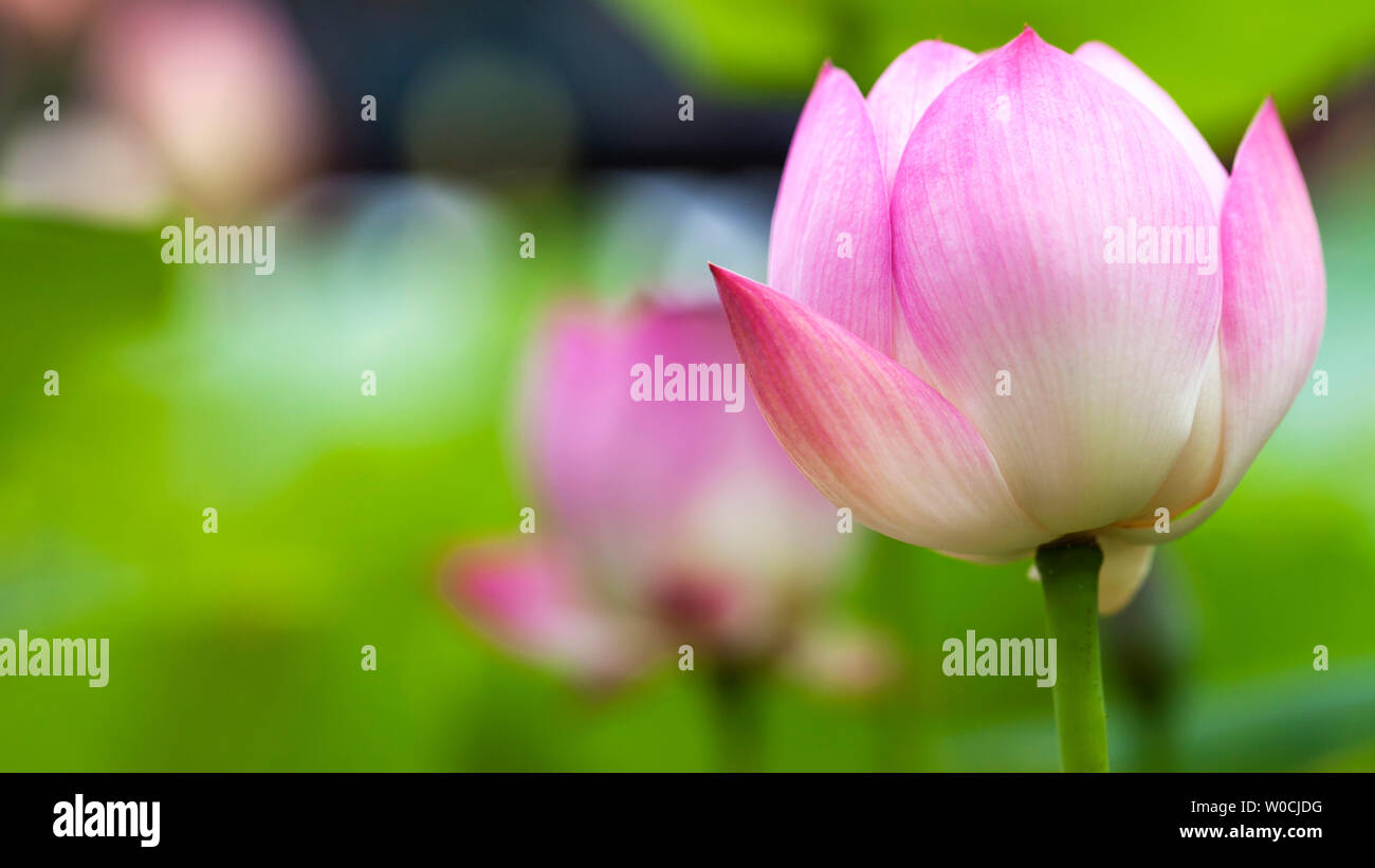 Blossomed lotus hi-res stock photography and images - Alamy