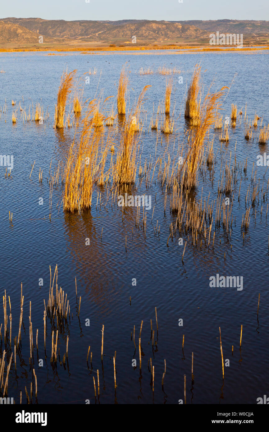 Lake of Pitillas Nature Reserve, Navarra, Spain, Europe Stock Photo - Alamy