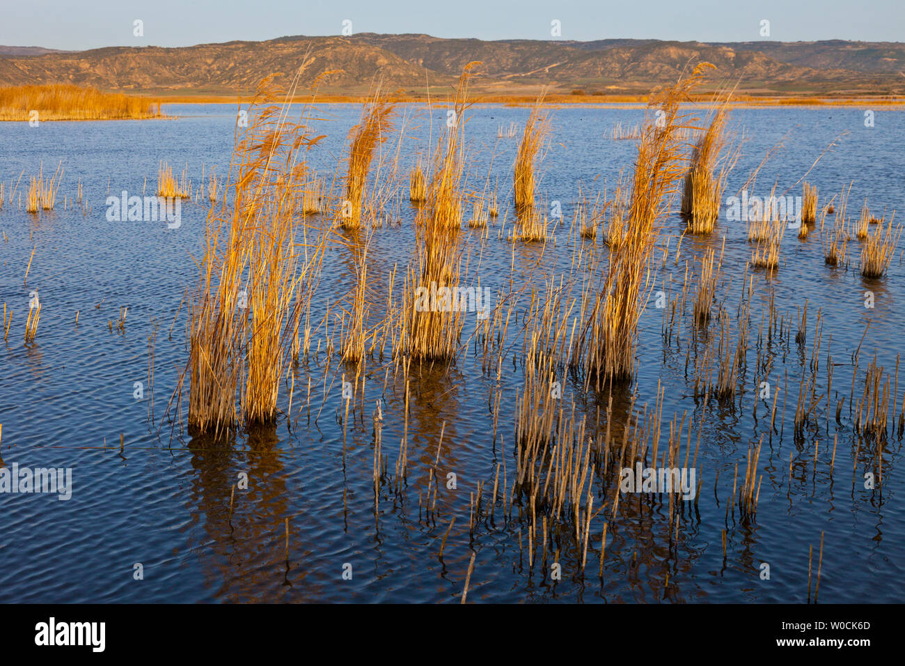 Lake of Pitillas Nature Reserve, Navarra, Spain, Europe Stock Photo - Alamy