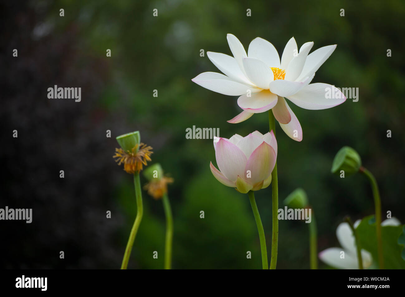 A set of lotus pictures Stock Photo - Alamy