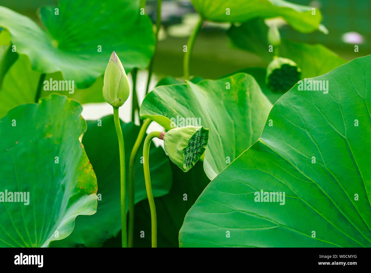 Joho hi-res stock photography and images - Alamy