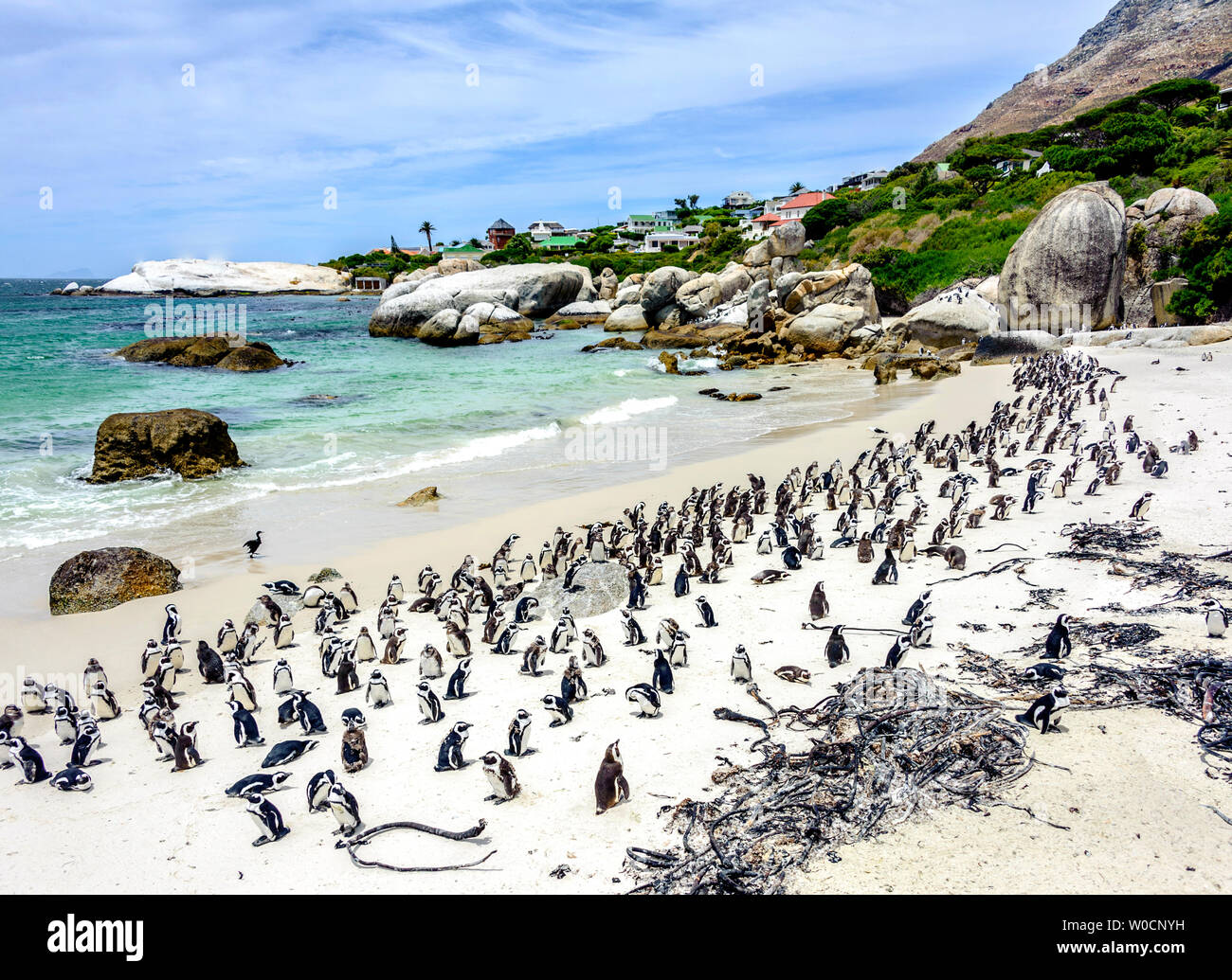 Penguin beach, simon town Stock Photo - Alamy