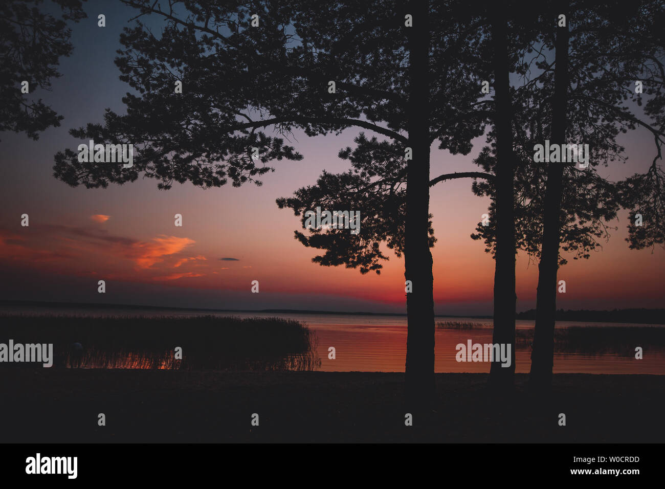 Sunset in the forest with lake and trees Stock Photo - Alamy