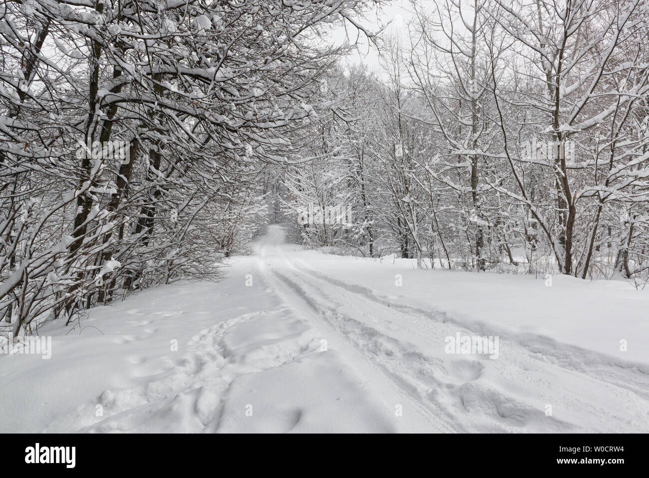 Snowy road in the forest in winter Stock Photo - Alamy