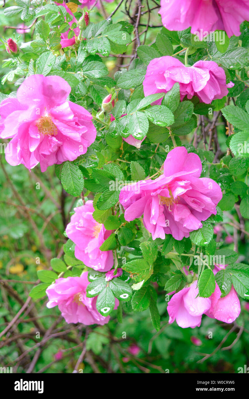 Shrub of pink Dogrose or Briar flowers with soft focus. Macro view of ...