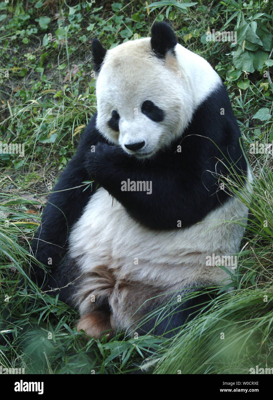 Tien Tien, the panda cub’s father eats grass during a naming ceremony ...